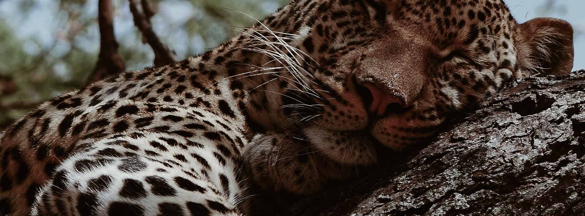 30 Catchy Snow Leopard Conservation Slogans List