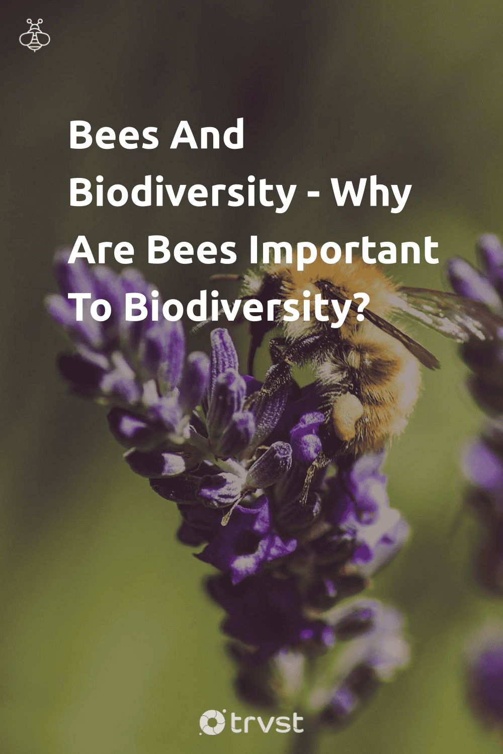 Bees And Biodiversity - Why Are Bees Important To Biodiversity?
