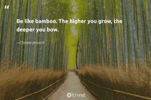 40 Bamboo Quotes From Proverbs to Bamboo's Sustainability