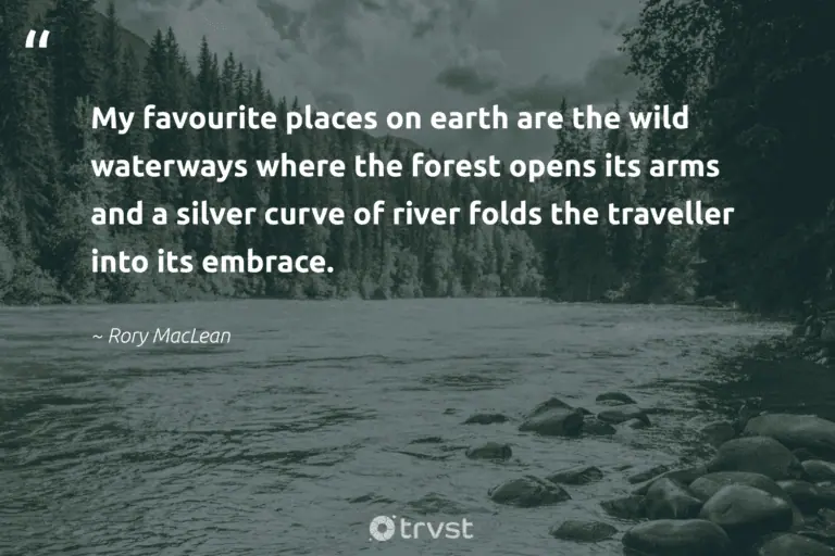 83 Forest Quotes For Outdoor Adventure and Conservation (2025)