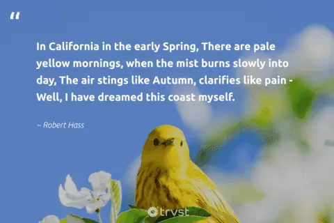 50 Yellow Quotes For Brighter Days and Sunny Inspiration (2025)