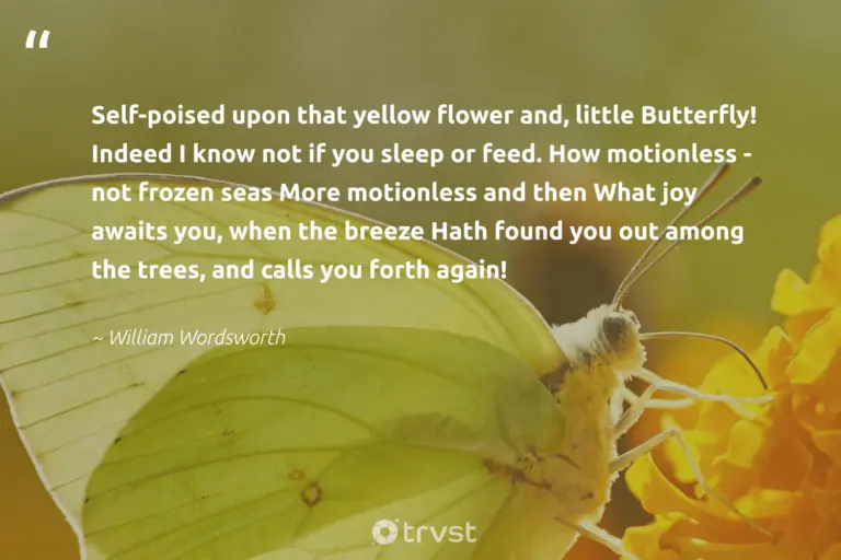 50 Yellow Quotes For Brighter Days and Sunny Inspiration (2025)