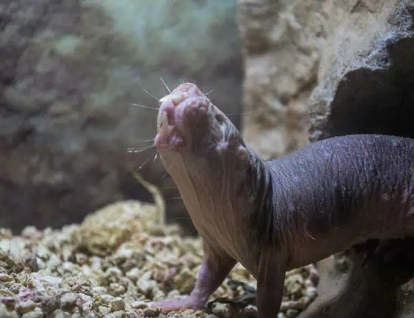 15 Ugly Animals from the Weird to the Wonderful