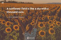 48 Sunflower Quotes to Brighten Up Your Day and Inspire a Smile