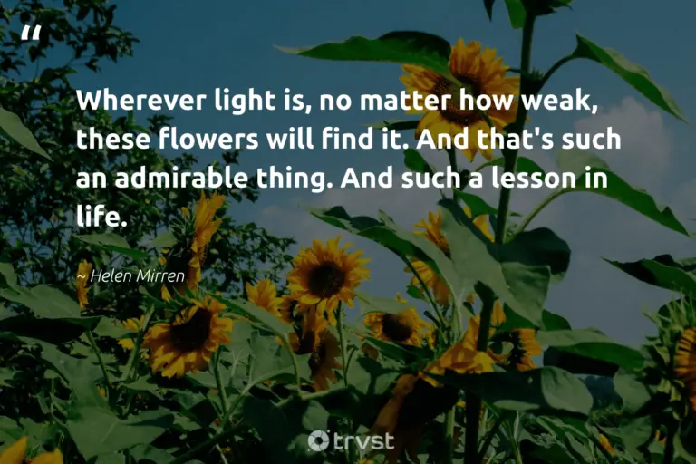 76 Sunflower Quotes to Brighten Up and Warm Your Day (2025)