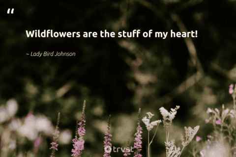 53 Wildflower Quotes to Reflect on Moments of Beauty (2025)