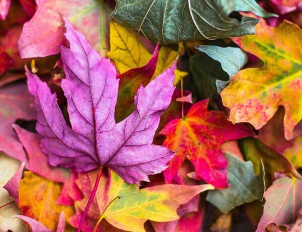 Color Meaning, Nature, Symbolism, and Psychology