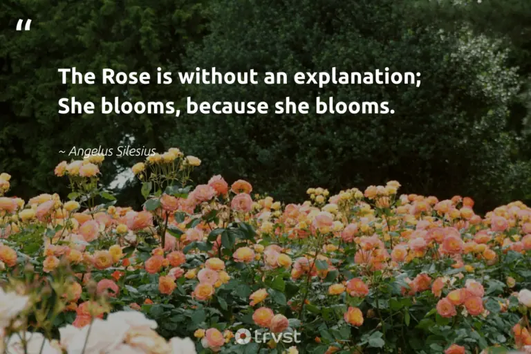 78 Rose Quotes About Natural Beauty, Love and Thorns