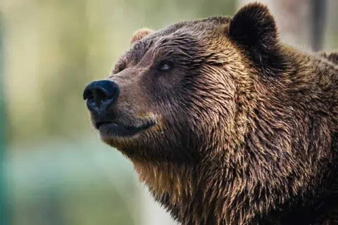 8 Types of Bear: Fun Facts, Bear Species and Habitats