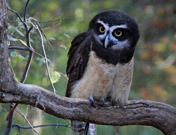 12 Different Types of Owls With Pictures and Facts