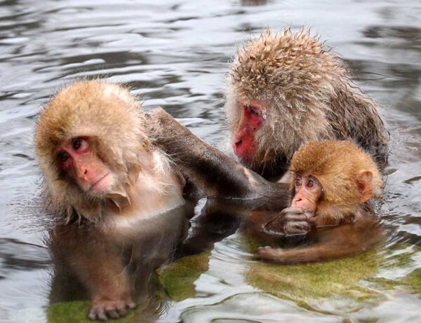 26 Different Types of Monkeys and Monkey Species With Pictures