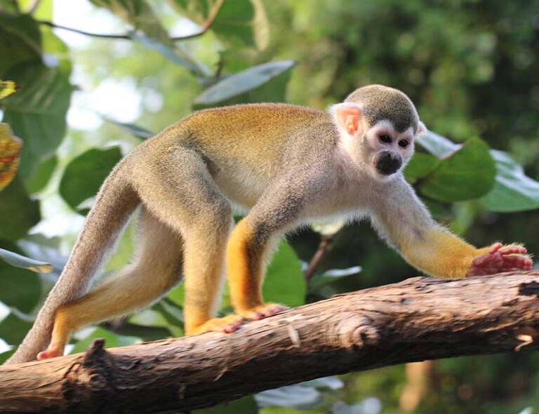 26 Different Types of Monkeys and Monkey Species With Pictures
