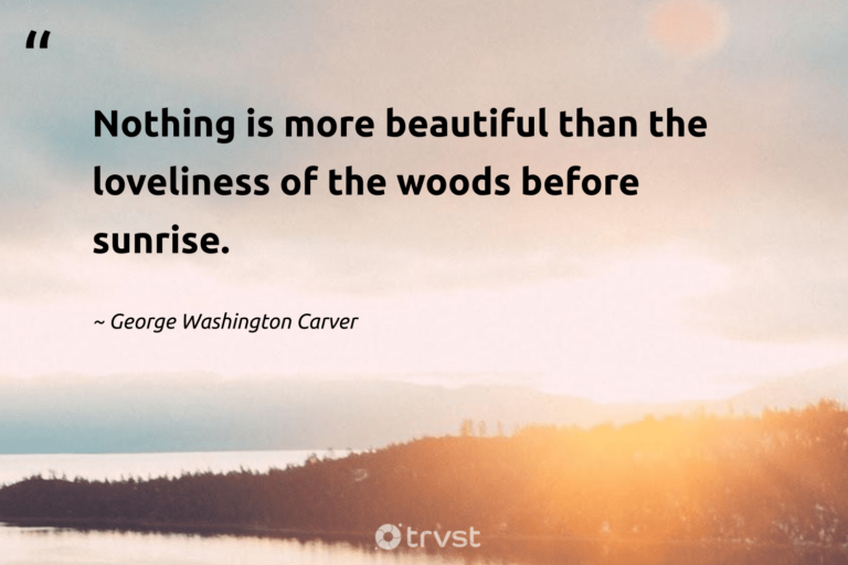 96 Beautiful Sunrise Quotes To Start Your Day Right (2025)