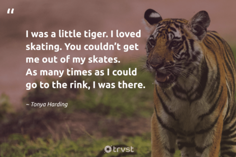 77 Tiger Quotes And Sayings Reflecting Fierce Beauty (2025)