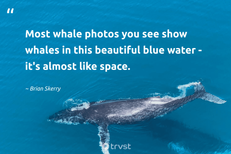 36 Whale Quotes To Help You Be Calm And Hopeful (2025)