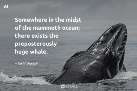 36 Whale Quotes To Help You Be Calm And Hopeful (2025)