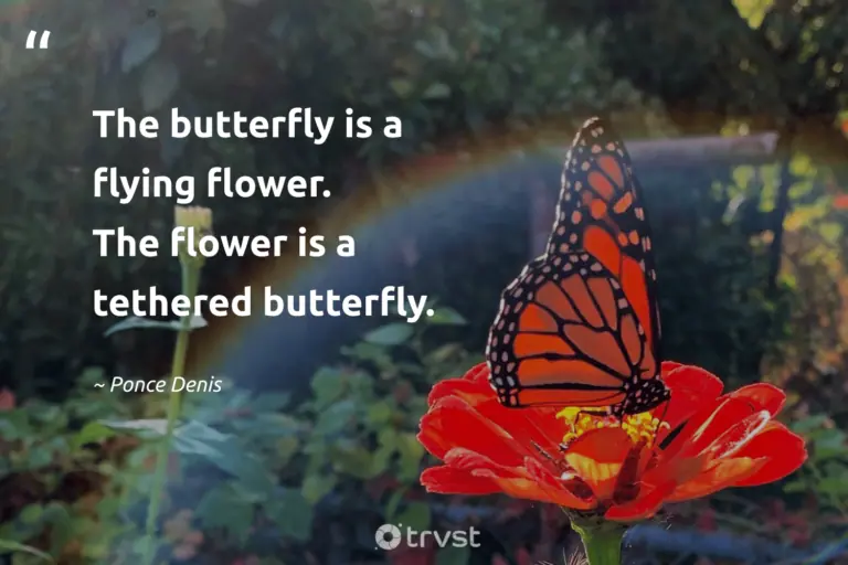 74 Beautiful Butterfly Quotes Inspiring Appreciation (2025)