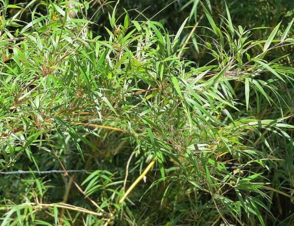 19 Different Types of Bamboo From Around the World