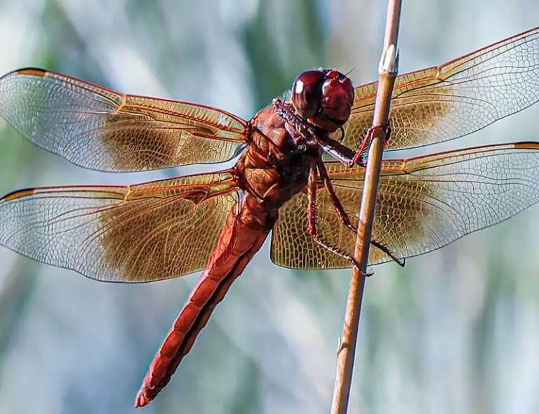 21 Cool Bug Facts For Creepy Crawly Appreciation