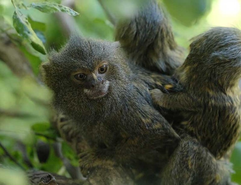 20 Finger Monkey Facts - All About The Pygmy Marmoset