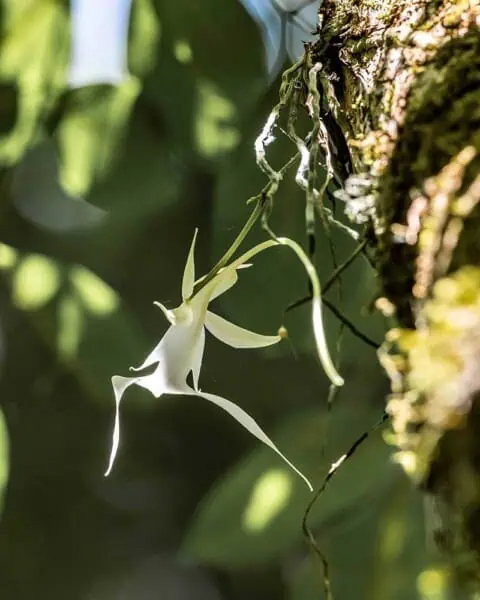 18 Rare Flowers Found Around the World