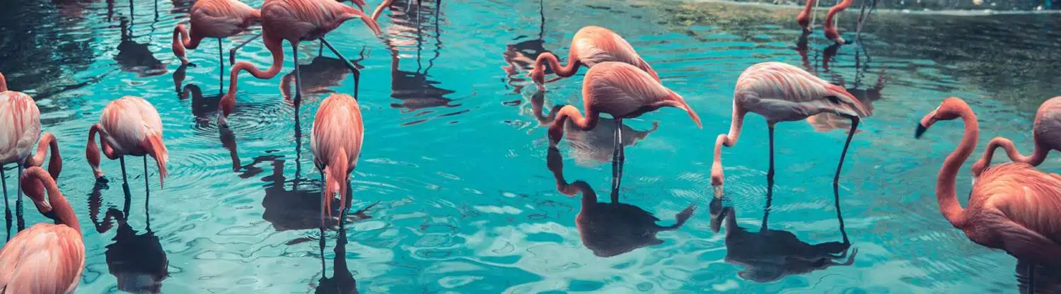24 Flamingo Quotes & Sayings About These Fabulous Birds (2025)