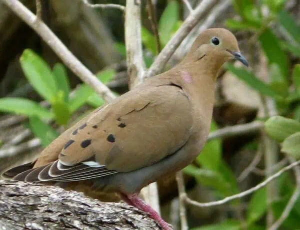 Animals That Start With Z With Pictures and Facts