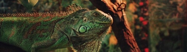 24 Animals That Start With I With Pictures and Facts