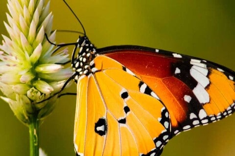 13 Moth Facts About These Important Nocturnal Pollinators