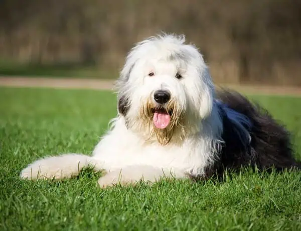 30 Animals That Start With O With Pictures and Facts