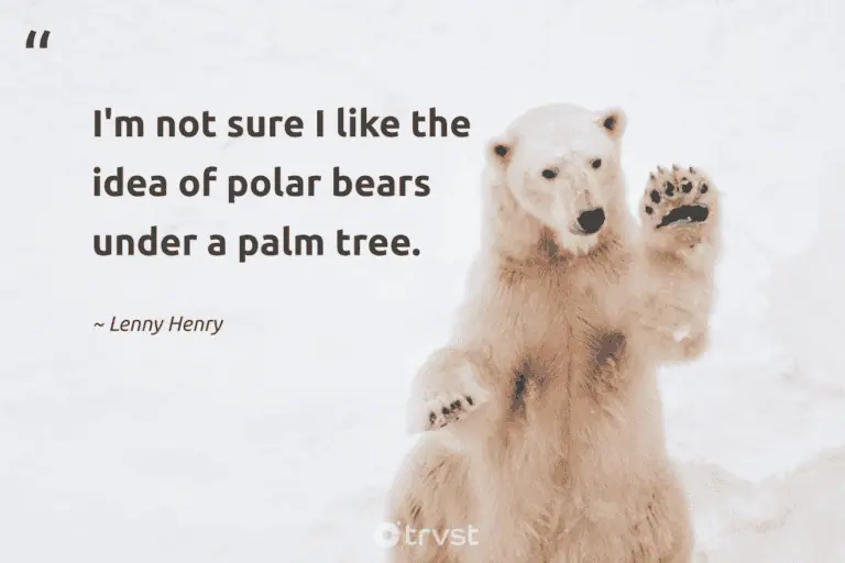 22 Polar Bear Quotes about the King of the Arctics