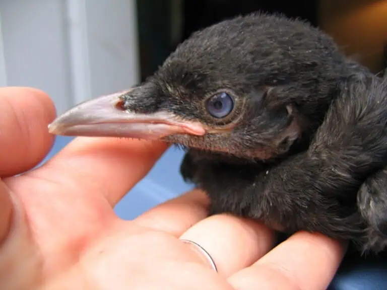 Baby Crow Facts - And Why it's Not A Good Idea to Take One Home