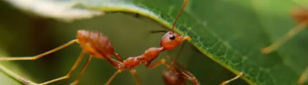 19 Ant Facts: Fun Facts About The Tiny Powerhouse
