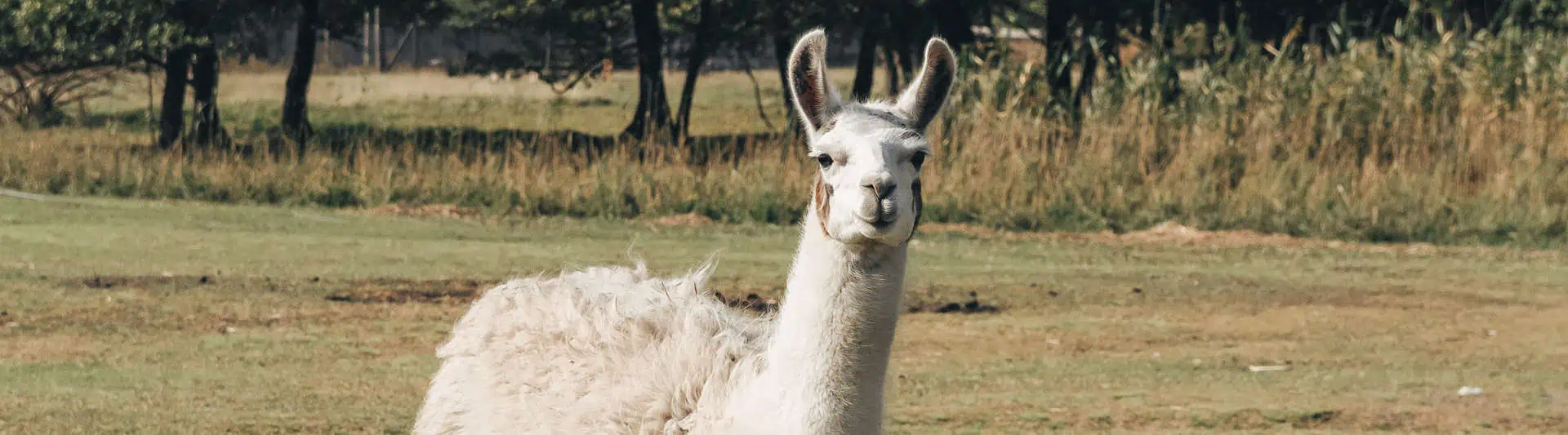 15 Surprising Llama Facts About These Gentle Creatures