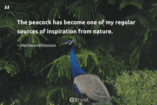 30 Peacock Quotes to Inspire Beauty and Confidence