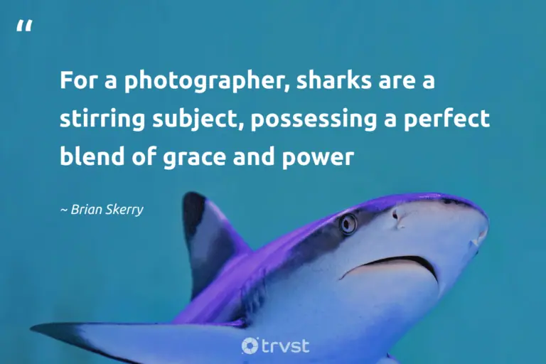 40 Shark Quotes About the Revered Predator of The Ocean (2025)