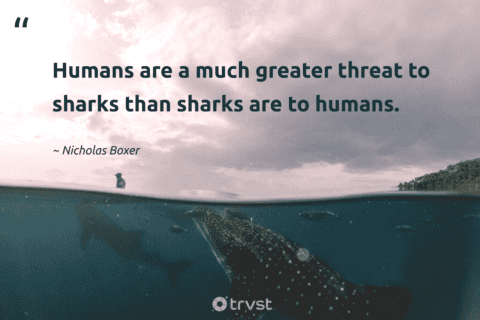 40 Shark Quotes About the Revered Predator of The Ocean (2025)