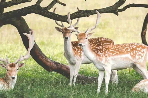 12 Deer Facts About The Woodland Beauty