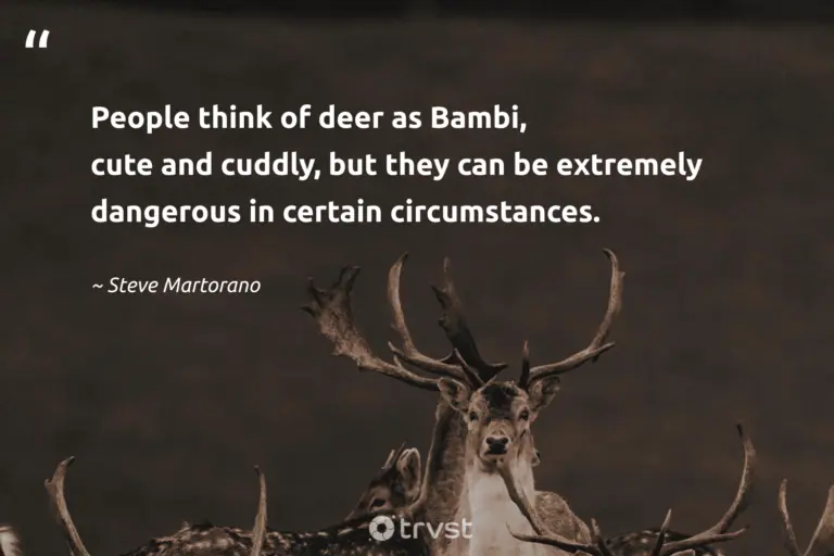 35 Deer Quotes About The Graceful Mammals with Antlers