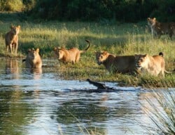 Why Is The Lion The King Of The jungle?