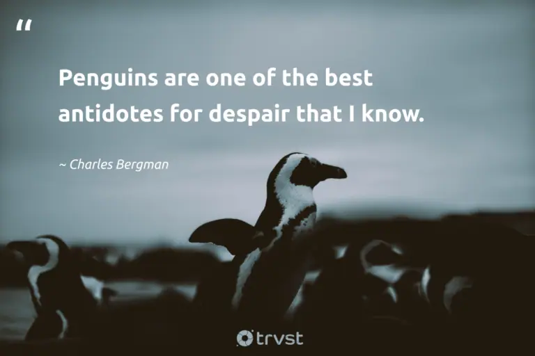 27 Penguin Quotes about the Monogamous Waddling Bird