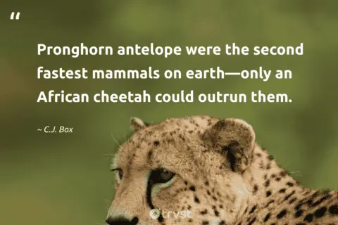 25 Cheetah Quotes to Inspire Agility and Adaptability