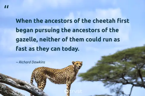 25 Cheetah Quotes to Inspire Agility and Adaptability
