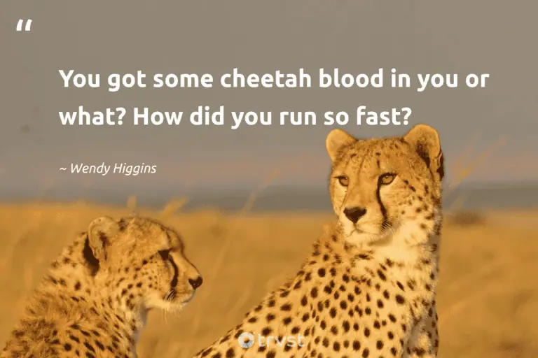 25 Cheetah Quotes to Inspire Agility and Adaptability