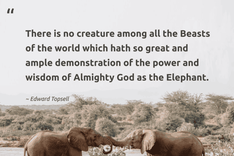 73 Elephant Quotes Inspiring Conservation & Might (2025)