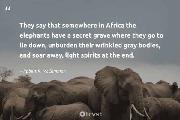 73 Elephant Quotes Inspiring Conservation & Might (2025)