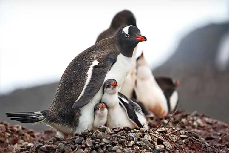 11 Baby Penguin Facts: Life in the Antarctic Nursery