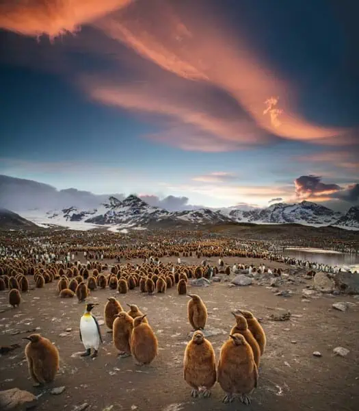 11 Baby Penguin Facts: Life in the Antarctic Nursery