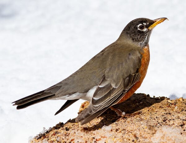 25 Types of Birds: Classification, Adaptations, And Photos