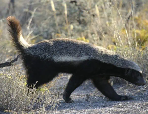 38 Animals That Start With B With Pictures And Facts